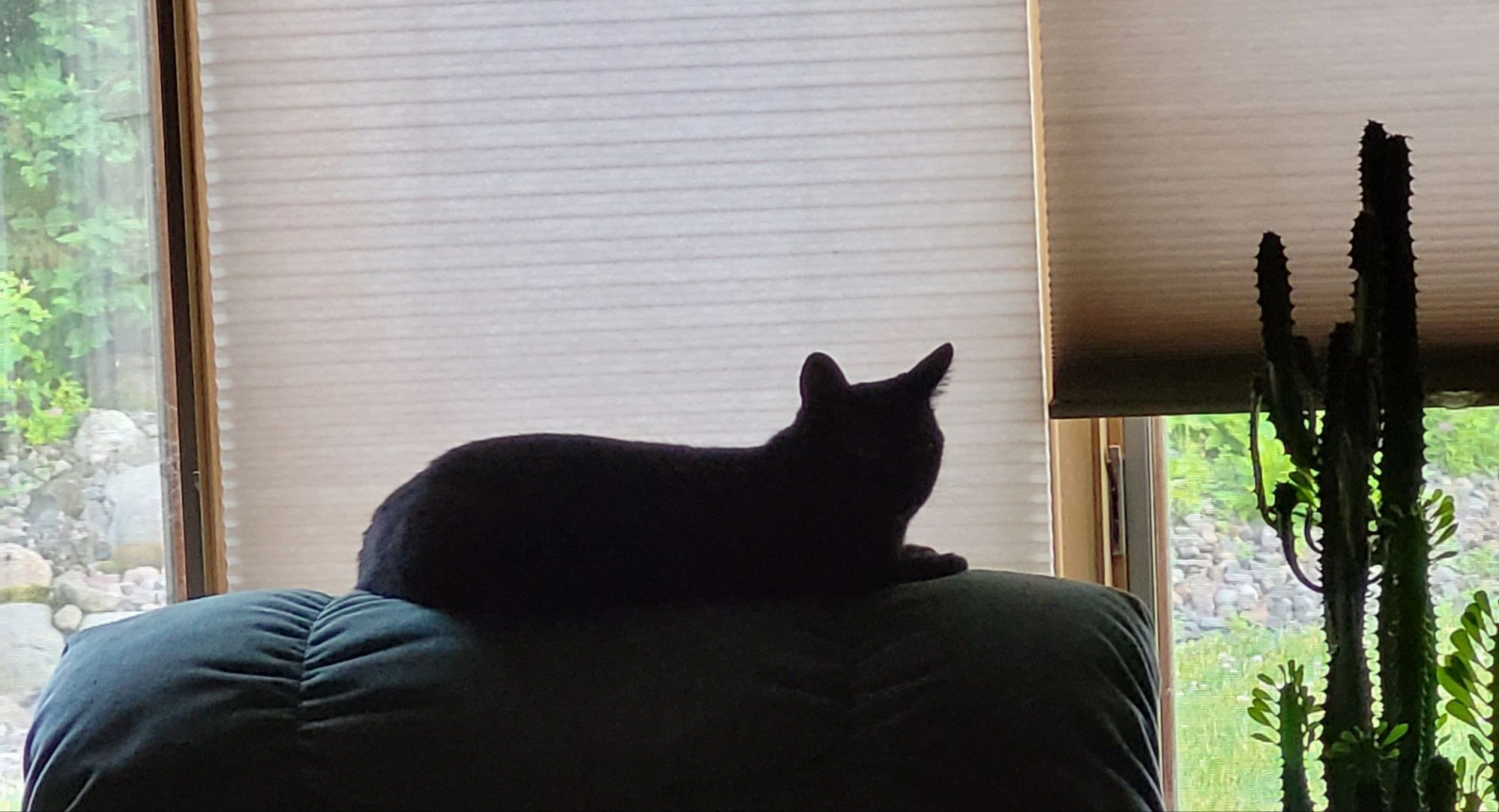 Shadow the Cat – I Just Have to Say…